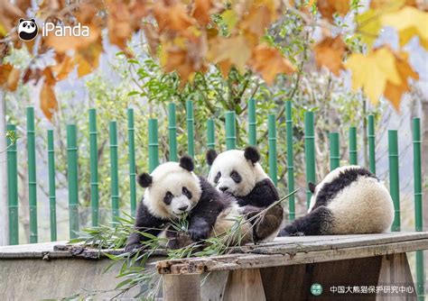 熊猫名片：当熊猫滚滚闯入艺术世界，扮演起名画来有模有样