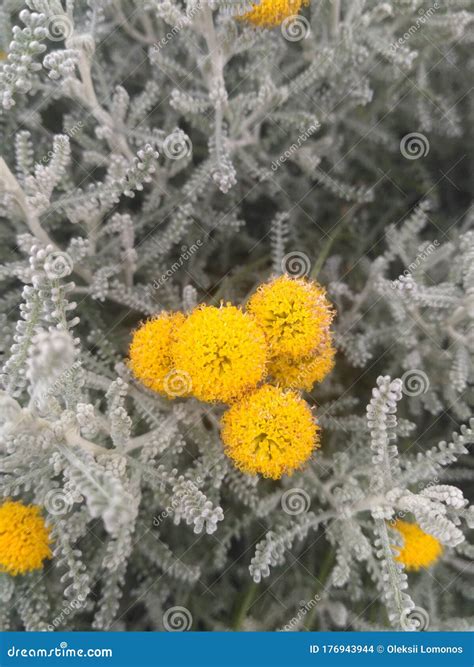 Unusual Yellow Fluffy Flowers Against A Background Of Gray Leaves Stock
