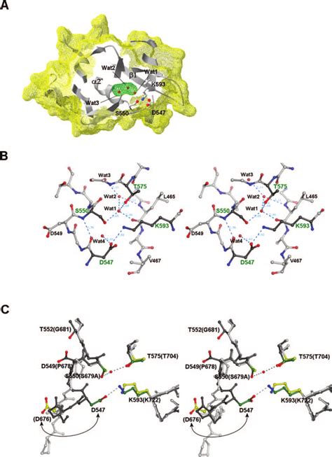 Active Site Of M Jannaschii Lon Protease A Molecular Surface Of The