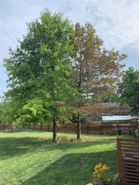 Red Oak Tree Disease Oak Leaf Disease Plantdoc Diseases Club Center 2