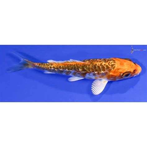 3 5” Imported Gin Rin Armor Scaled Kujaku Next Day Koi