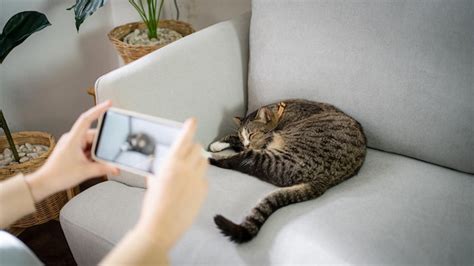 Amante De Los Gatos Manos Femeninas Tomando Fotos De Su Adorable Gato