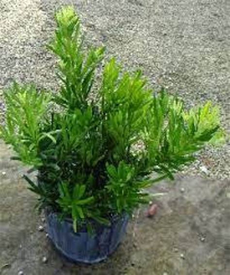 Podocarpus Pringles Etsy