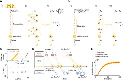 Sequential Biological Processes Can Be Described With A Delayed