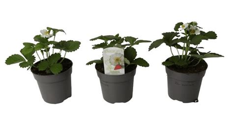 Capsun Remontant Fragaria X Ananassa Beltran Snow Summer Breeze