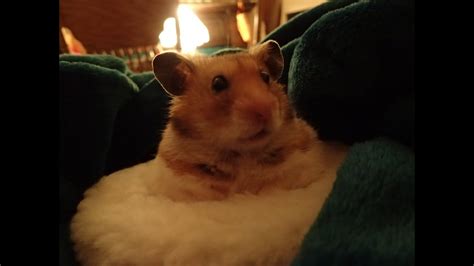 Taming A Syrian Hamster In The Bathtub Youtube