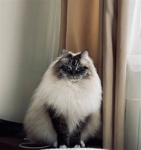 Создать мем рэгдолл кошка рэгдолл кот Картинки Meme