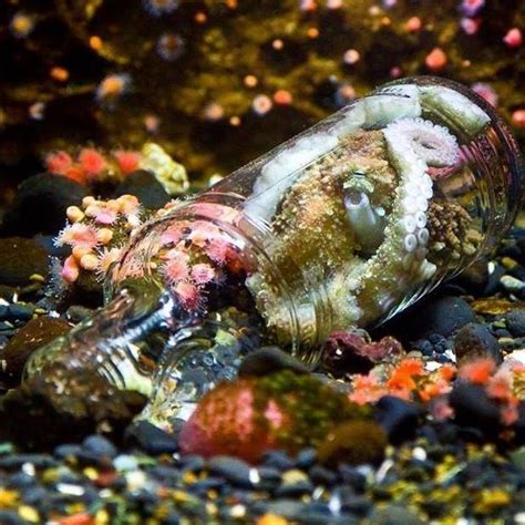 Tentacle Love Home Facebook