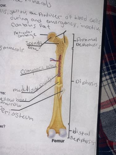Skeletal System Study Guide Flashcards Quizlet
