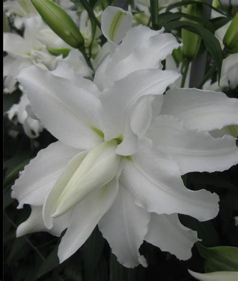 Борса за екзотични цветя и орхидеи Почва За Орхидеи 5 Литра Цена 6 00 лв Plants Bg