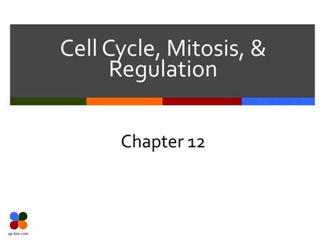 Ppt Cell Cycle Mitosis And Regulation Powerpoint Presentation Free Download Id 3920370