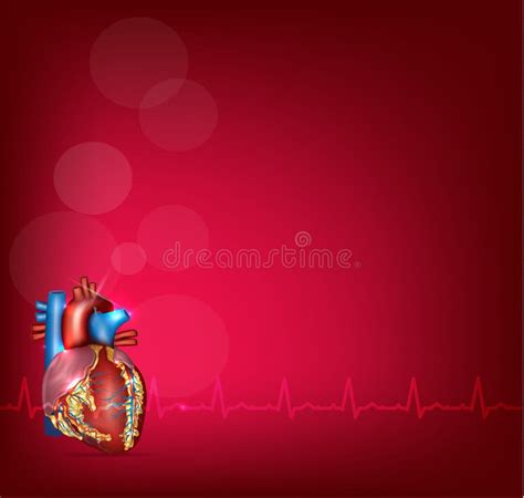 Normal Sinus Rhythm Stock Illustrations 220 Normal Sinus Rhythm Stock Illustrations Vectors
