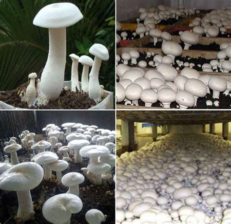 Mushroom Spawning Methods Types A Full Guide Gardening Tips