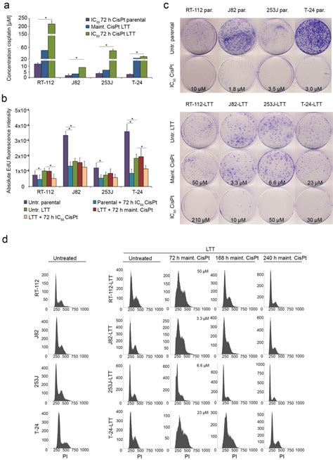Long Term Cisplatin Treated Cells Ltts Recover From Cisplatin Induced