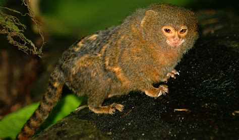 Pygmy Marmoset Facts Distribution And Population Biodb