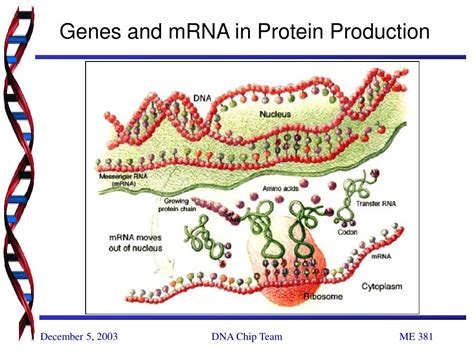 Ppt Dna Chips Microarrays And Emerging Nanotechnologies Powerpoint