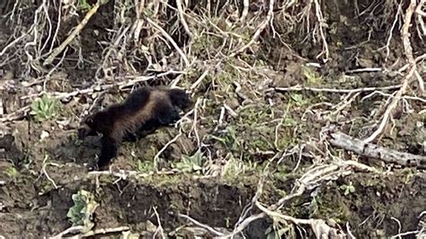 Wolverine Spotted Outside Its Normal Range For The First Time In Over 30 Years Cnn