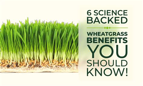 6 Science Backed Wheatgrass Benefits You Should Know