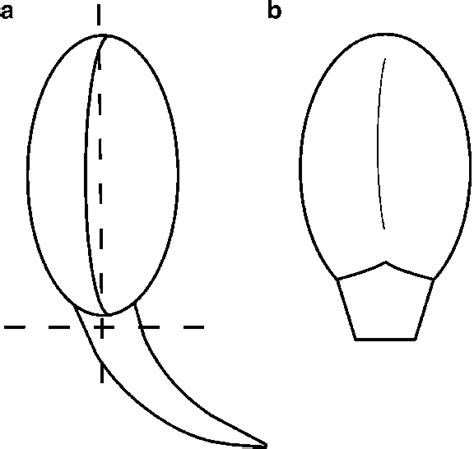 Sunfl Ower Explant Preparation Scheme A Germinated Seed Lines Download Scientific Diagram