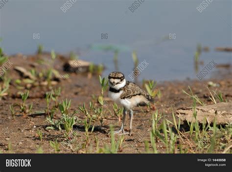 Killdeer Chick Image And Photo Free Trial Bigstock