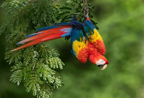 Download Colorful Macaw Upside Down Wallpaper