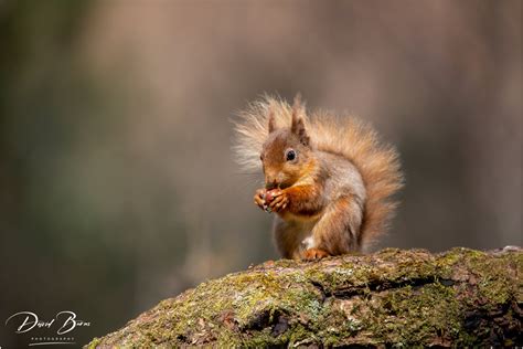 Red Squirrel Sciurus Vulgaris By Audi Db Ephotozine