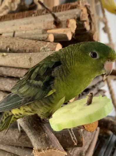 Catherine Parakeet Barred Parakeet Price Health Diet And Care