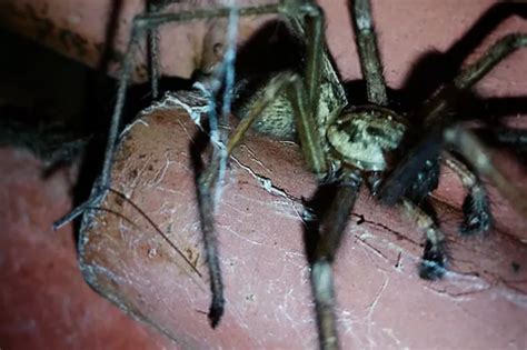 Sex Crazed Spiders As Big As Mice To Invade Merseyside Homes Liverpool Echo
