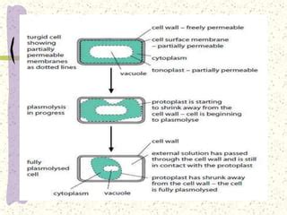 Osmosis Diffusion Active Transport Ppt