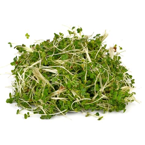 Premium Photo Arugula Microgreens On White Background