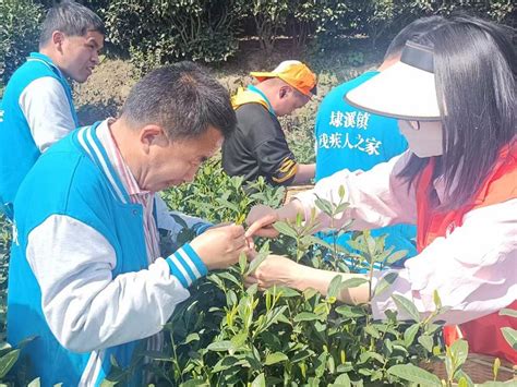 吴兴区埭溪镇：春暖花开好时光 踏青采茶趣味多 基层新闻 新闻中心 湖州市残疾人服务网