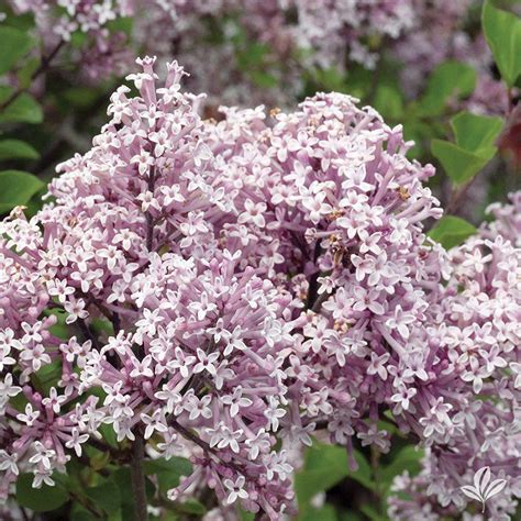 Lilac Dwarf Korean Earl May Garden Center