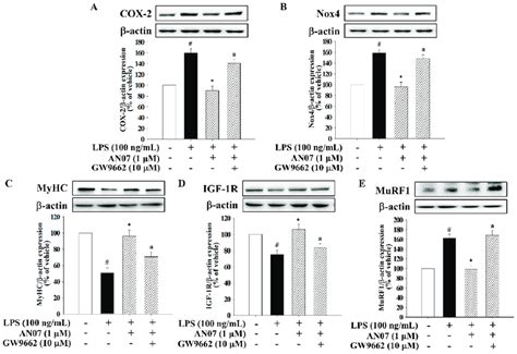 Gw9662 Pparγ Antagonist Attenuated The Anti Inflammatory Download Scientific Diagram