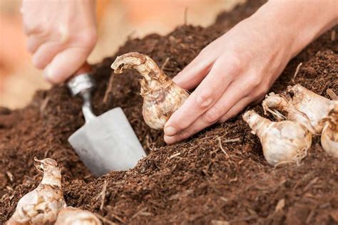 The Ultimate Guide To Fall Bulb Gardening