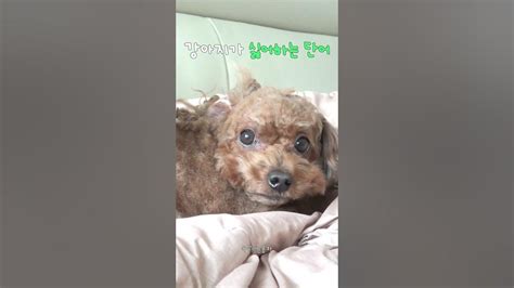 강아지가 싫어하는 단어 Youtube