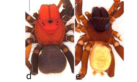 Five New Species Of Mouse Spiders In The Genus Missulena Mygalomorphae