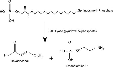Truth And Consequences Of Sphingosine 1 Phosphate Lyase Pmc