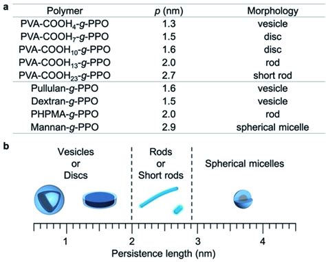 Relationship Between The Persistence Length P Of The Hydrophilic Main