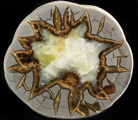 47 Polished Septarian Nodule Half Utah For Sale 45907