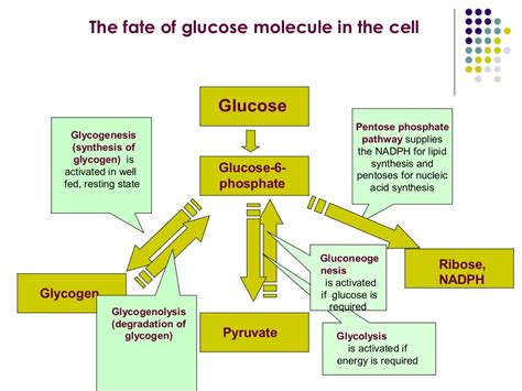 Glycolysis Neoglucogenesis The Anaerobic Degradation Of Glucose