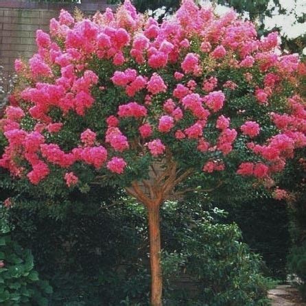 Crespon Arbol Caracteristicas Sally Green Blog