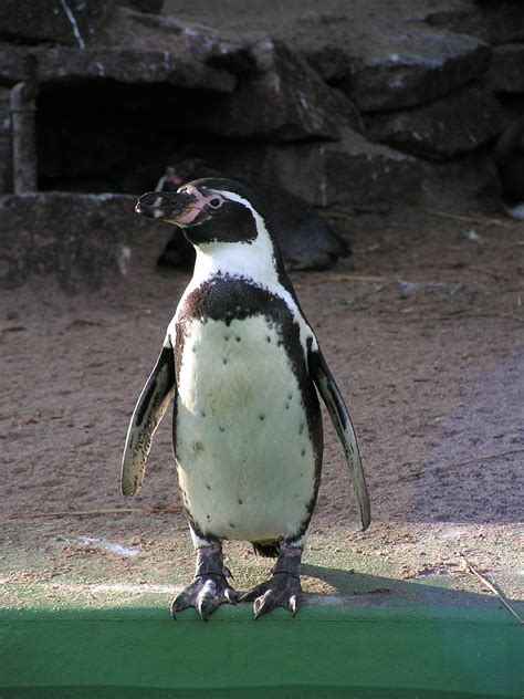 Pinguin | Fotos von Halle