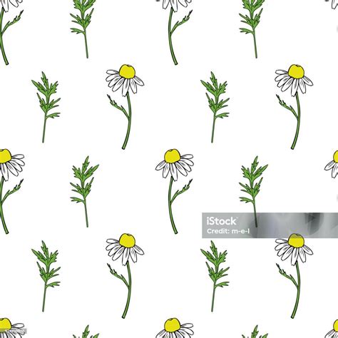 無縫花卉圖案 洋甘菊野花在白色背景下分離 手繪菊花素描向量圖設計包裝茶 有機化妝品 天然醫藥 賀卡向量圖形及更多俄羅斯圖片 Istock