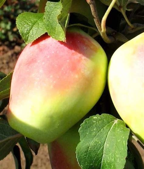 JabŁoŃ Kandil Sinap SĘpka Czubajka Drzewka Faworytka Pl