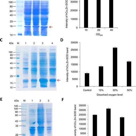 Results Of Fed Batch Fermentation Of The Engineered E Coli Strain