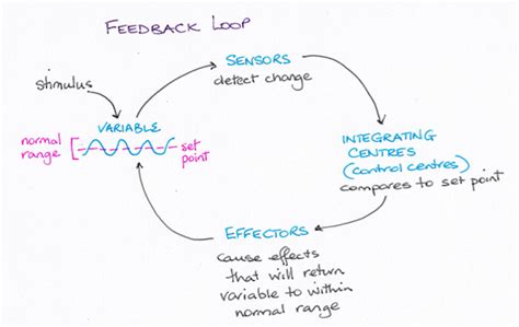 Homeostasislearnmore Bioscience Essentials 2brn