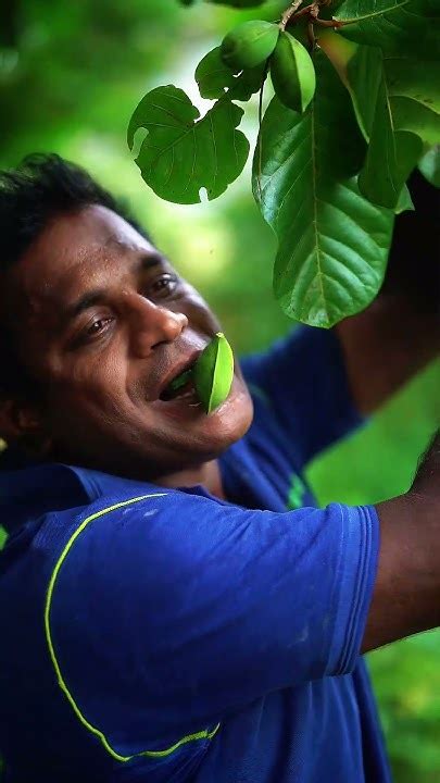 Ceylon Almond Kottamba Youtube