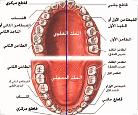 كم عدد اسنان الانسان البالغ الموقع المثالي