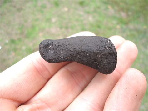 Nice Capybara Proximal Phalanx Rodents And Lagomorphs Fossils