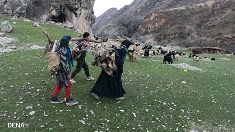 Collecting Firewood In The Mountains By Nomadic Women For Fuel YouTube